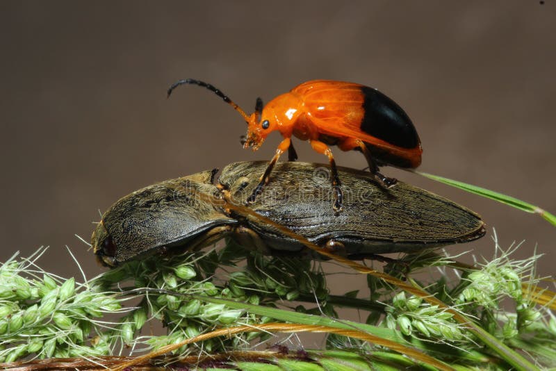 Orange insect Pentatomidae stock image. Image of orange - 50897961