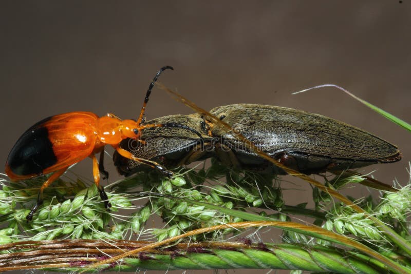 Orange insect stock image. Image of brown, orange, detail - 46324633