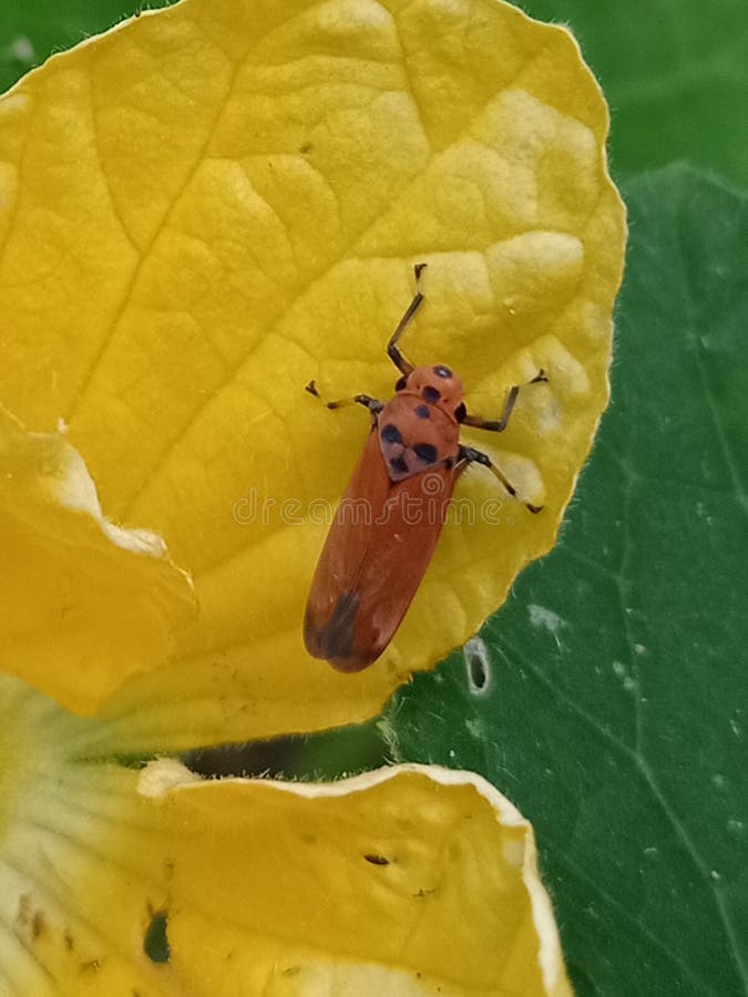 Orange Insects on the Yellow Flowers Stock Photo - Image of yellow ...