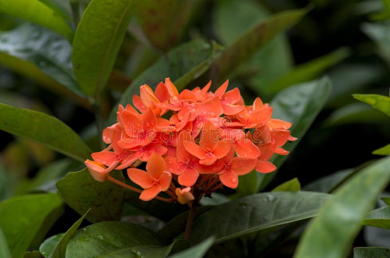 Orange Ixora Flowers in Full Bloom Stock Image - Image of color ...