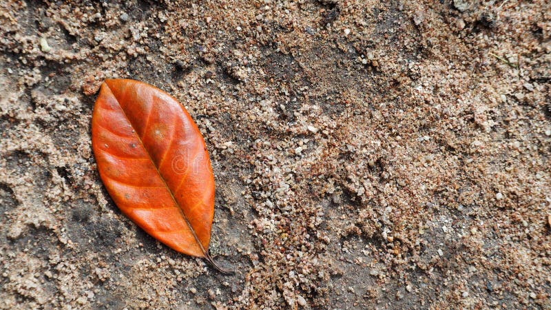 Orange Jackfruit Leaves and Sand Background Stock Image - Image of ...