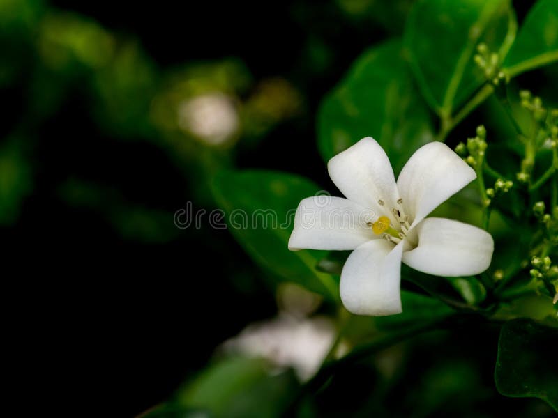 Orange Jasmine Petals And Wings