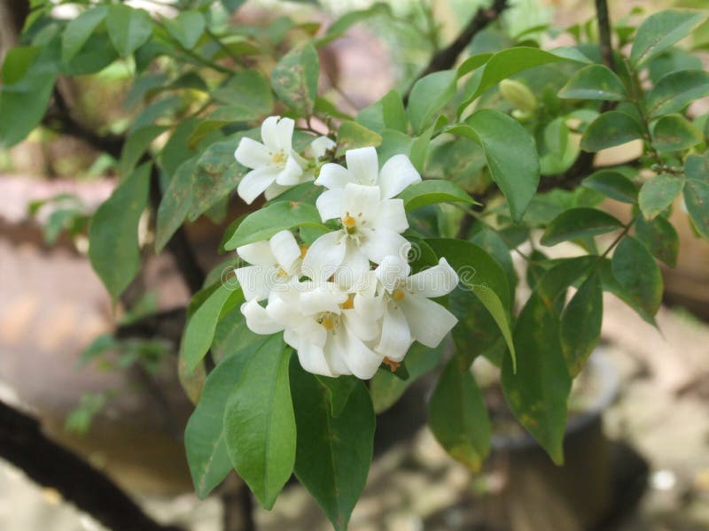 Orange Jasmine Flowers with Green Leaf Stock Image - Image of closeup ...
