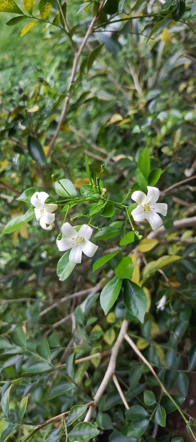 Orange Jasmine Orange Jessamine among the Leaves Stock Image - Image of beauty, nature: 347142099