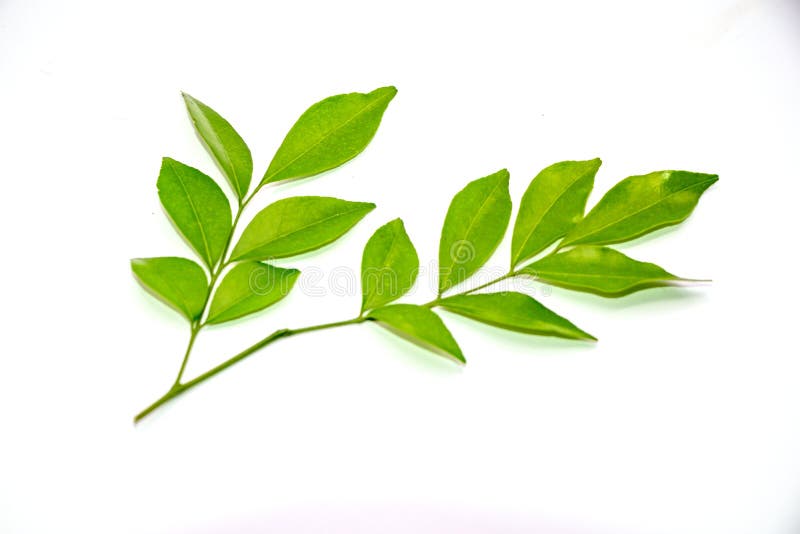 Orange Jasmine Leaves Isolate on White Background.Murraya Paniculata ...