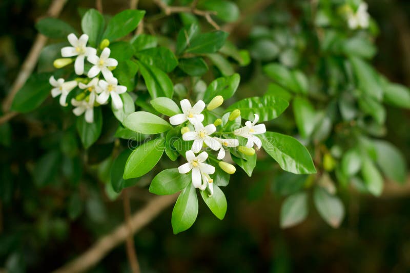 Orange Jasmine, Satin-wood. Stock Photo - Image of green, murraya: 53662264