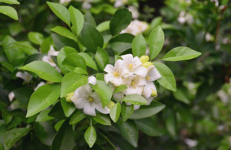 Orange Jessamine Flower Blossom at Tree Stock Photo - Image of ...