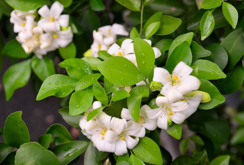 Orange Jessamine Flower Blossom at Tree Stock Photo - Image of ...