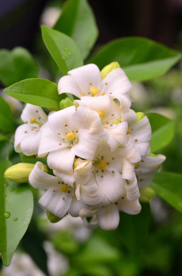Orange Jessamine Flower Blossom at Tree, Close Up Shot Stock Photo ...