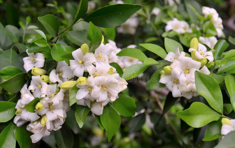 Orange Jessamine Flower Blossom at Tree Stock Photo - Image of ...