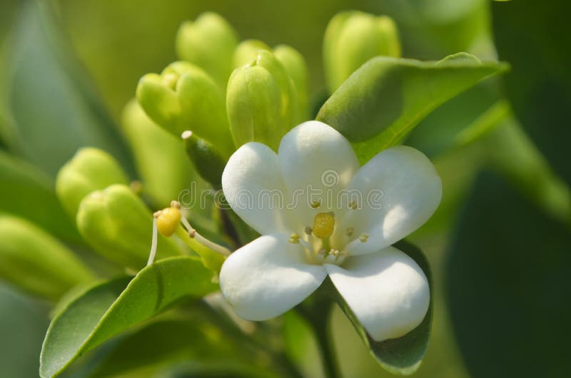 Orange Jessamine Flower Blossom Murraya Paniculata Stock Photo - Image ...