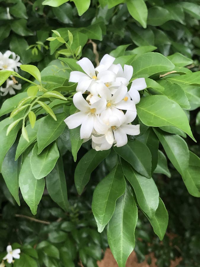 Orange jessamine flower. stock image. Image of garden - 96074469