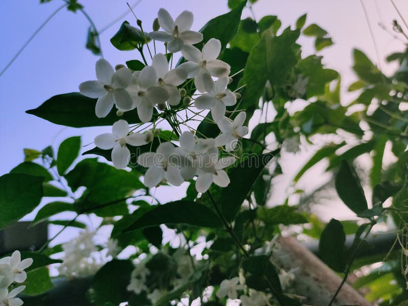 Orange jessamine flower stock image. Image of flower - 177511801