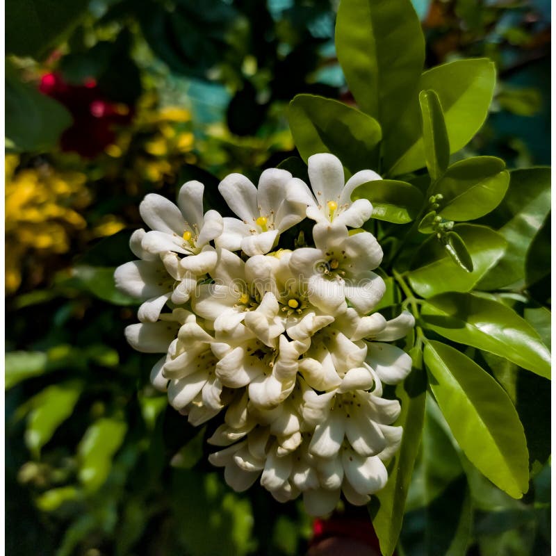 Orange Jessamine flowers stock image. Image of evergreen - 220426639