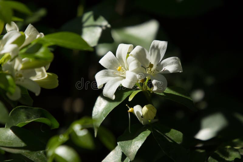 Orange Jessamine flowers stock photo. Image of decor - 107433844