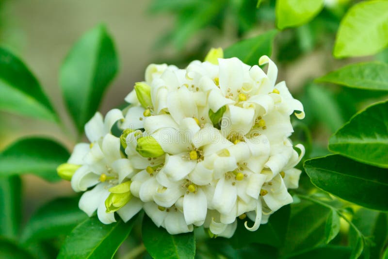 Orange Jessamine flowers. stock photo. Image of creamy - 55905784
