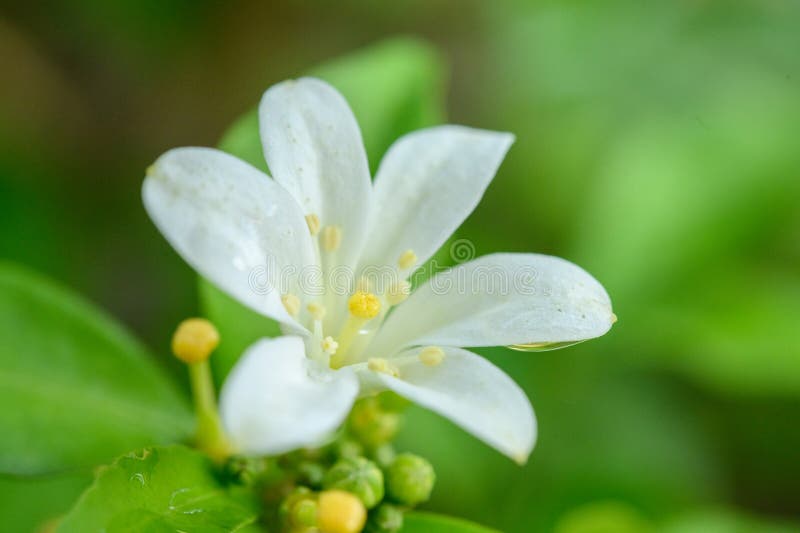 Orange Jessamine White on Tree Stock Photo - Image of offwhite, flower ...
