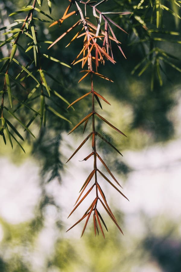 Orange juniperus twig stock photo. Image of flora, juniperus - 209374664