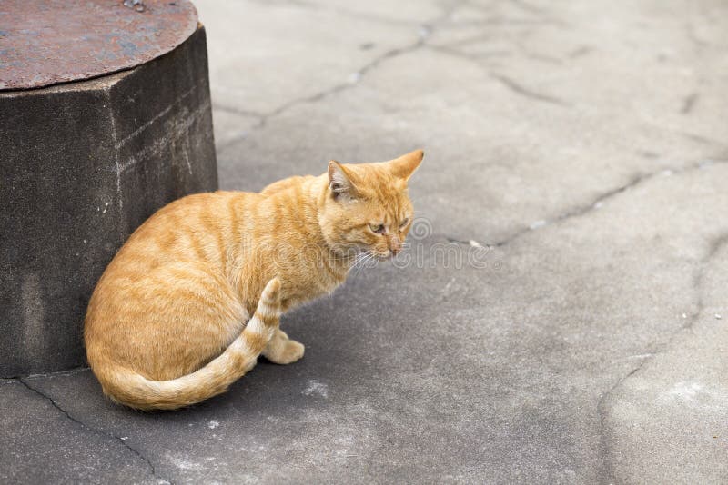 316 Katze Schleicht Fotos - Kostenlose und Royalty-Free Stock-Fotos von ...