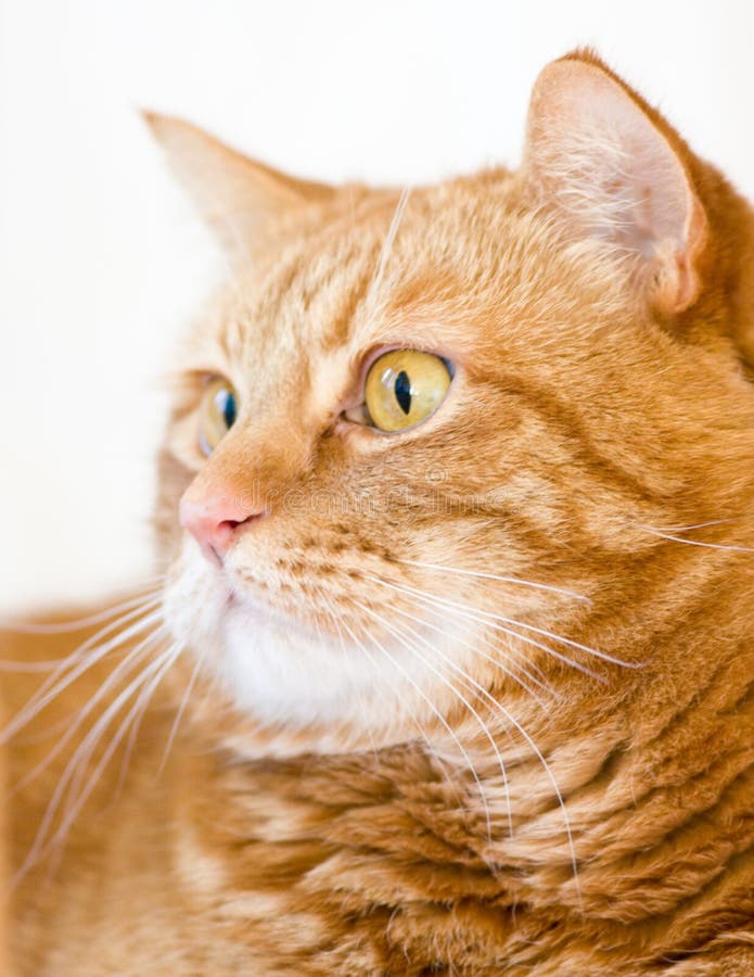 Orange Katze stockfoto. Bild von tier, haustier, garfield - 13202018