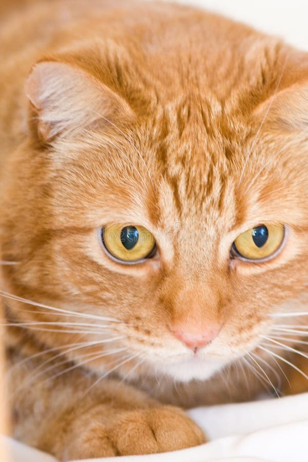 Orange Katze stockfoto. Bild von tier, haustier, garfield - 13202018