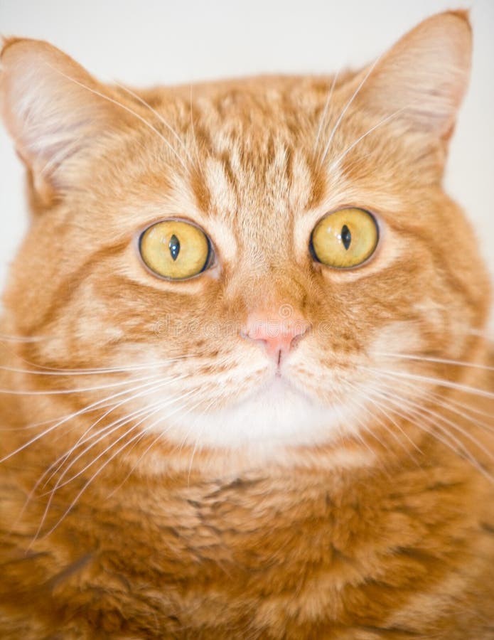 Orange Katze stockfoto. Bild von tier, haustier, garfield - 13202018