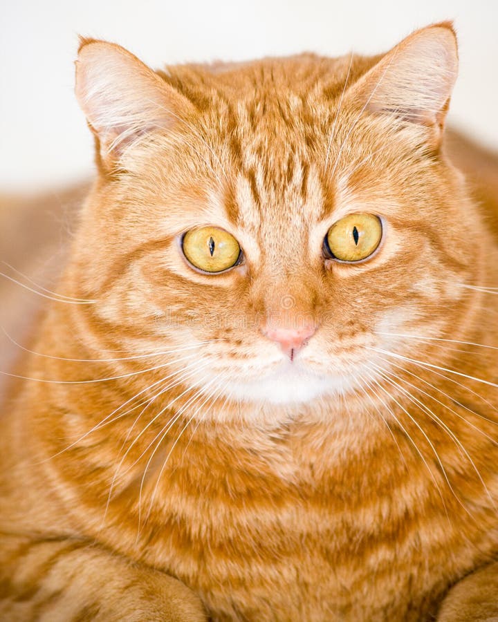 Orange Katze stockfoto. Bild von tier, haustier, garfield - 13202018