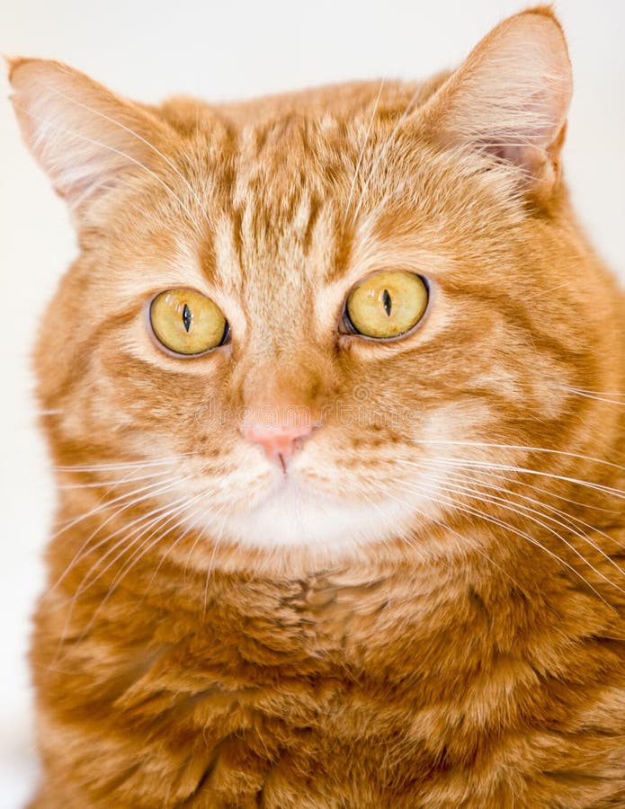 Orange Katze stockfoto. Bild von tier, haustier, garfield - 13202018