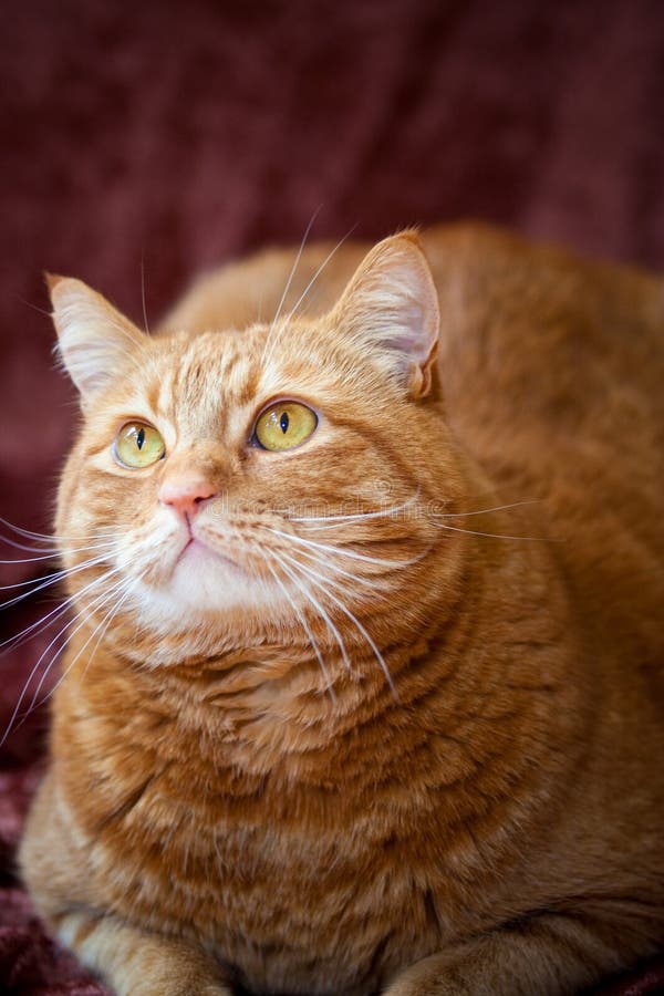 Orange Katze stockfoto. Bild von tier, haustier, garfield - 13202018