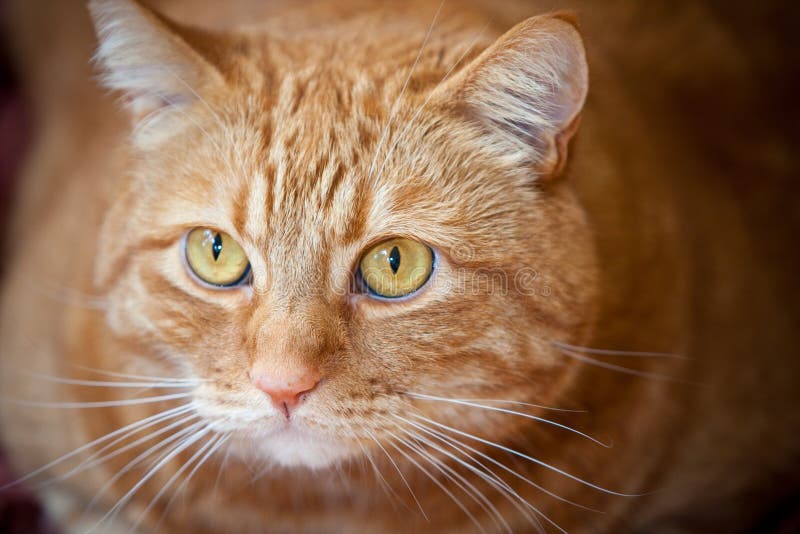 Orange Katze stockfoto. Bild von tier, haustier, garfield - 13202018