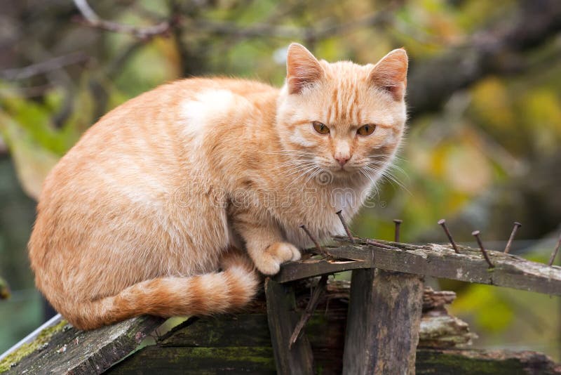 Orange Katze stockfoto. Bild von orange, haustier, nana - 23126056