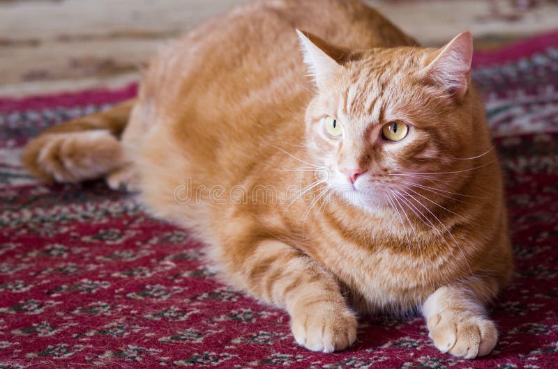 Orange Katze Der Getigerten Katze Stockbild - Bild von katze, sonne ...