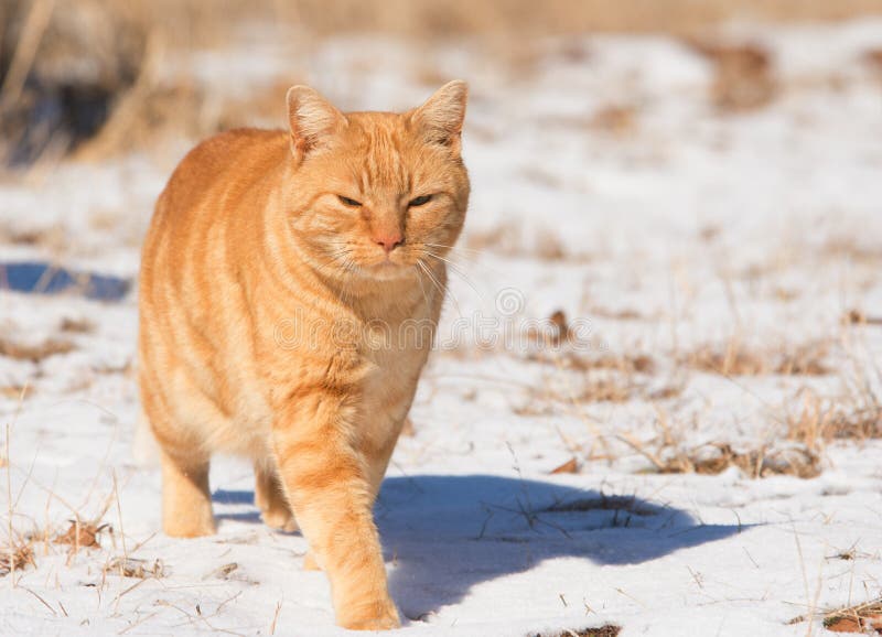 Orange Katze Der Getigerten Katze, Die in Schnee Geht Stockbild - Bild ...