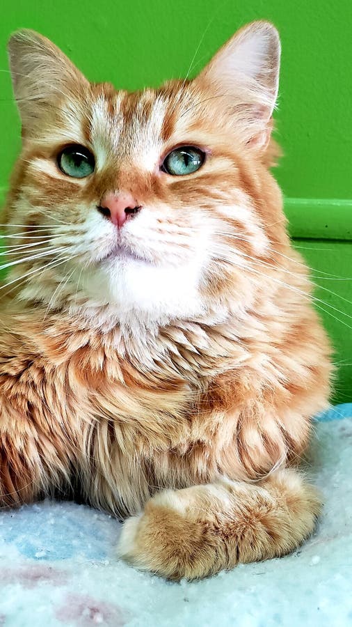 Orange Katze 6 stockfoto. Bild von augen, katze, kätzchen - 142425210