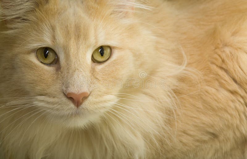 Orange Katze Der Getigerten Katze Stockbild - Bild von katze, sonne ...