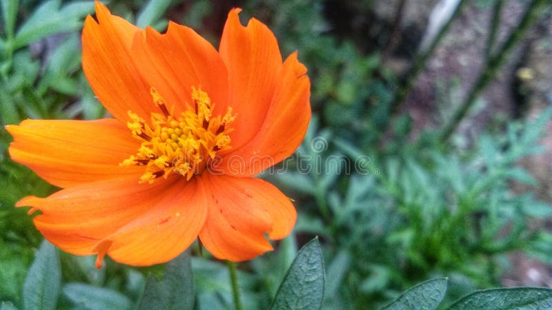 Orange Kenikir Flowers Bloom from Indonesia Stock Image - Image of ...