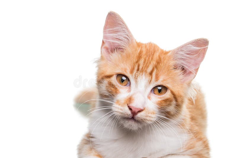 Orange Kitten stock image. Image of face, relaxed, isolated - 44072187