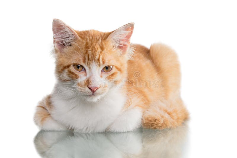 Orange Kitten stock photo. Image of kitten, eyes, nose - 44072458