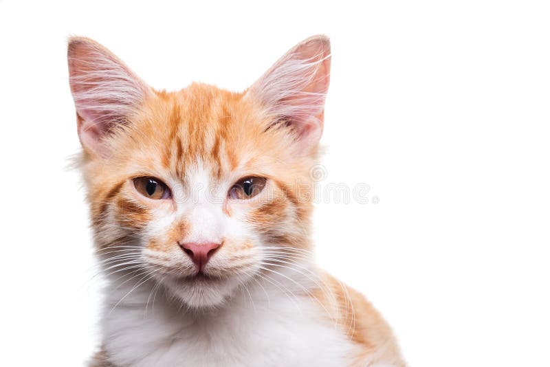 Orange Kitten stock photo. Image of isolated, orange - 49217502