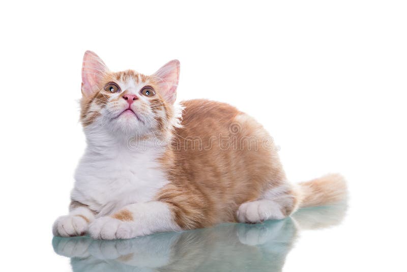 Orange Kitten stock photo. Image of nose, close, isolated - 49217948