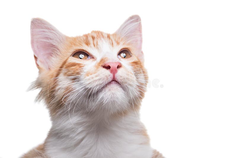 Orange Kitten stock photo. Image of nose, feline, isolated - 49217960