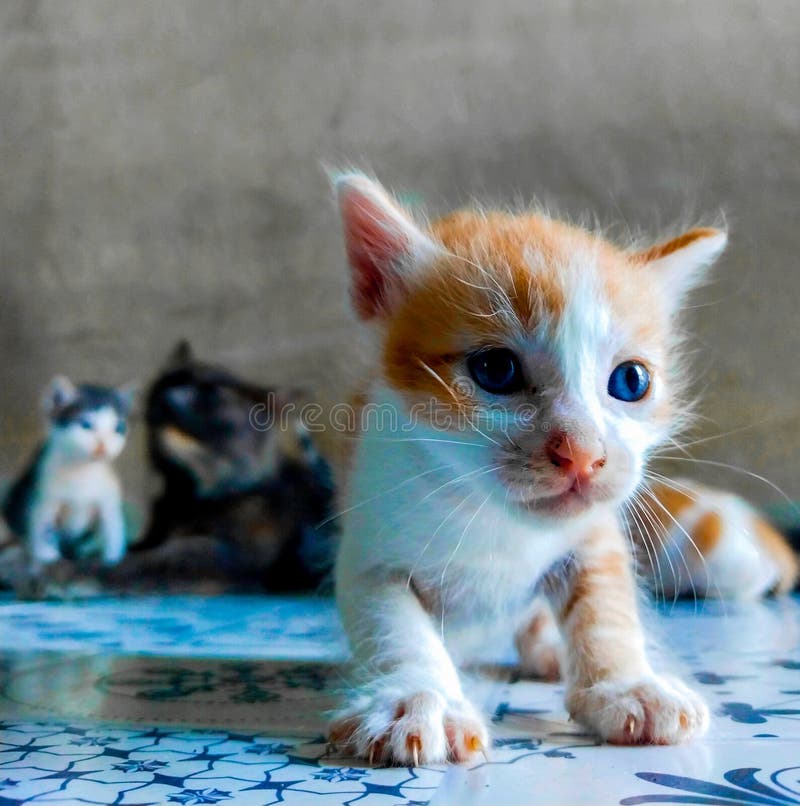 An Orange Kitten with Blue Eyes and a Mother Cat Behind Her Stock Image ...
