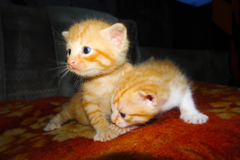 Orange Kitten. Cute Ginger Kitten Stock Photo - Image of kitty ...