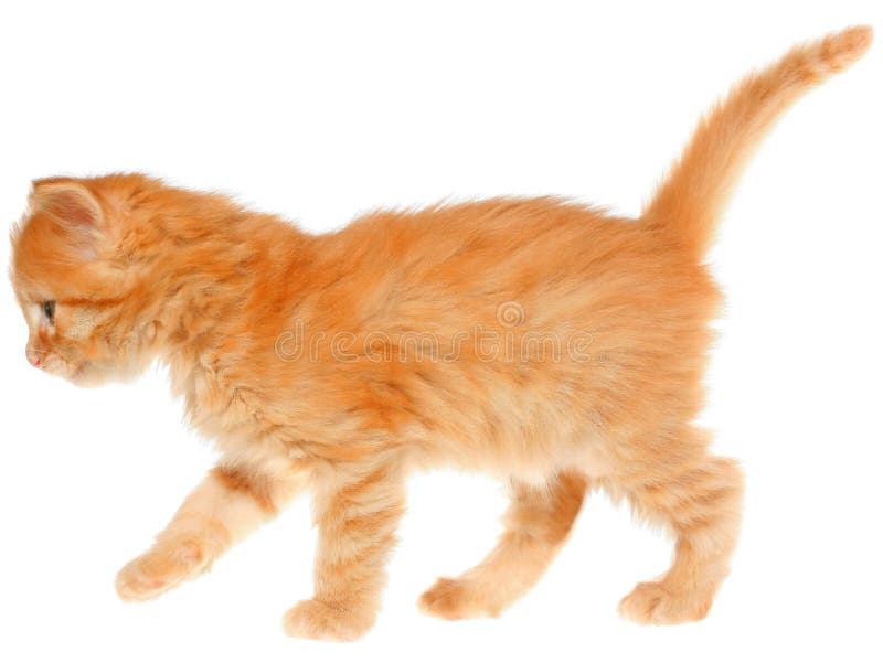 Orange Kitten Lay on a Side View Stock Image - Image of animal, carroty ...