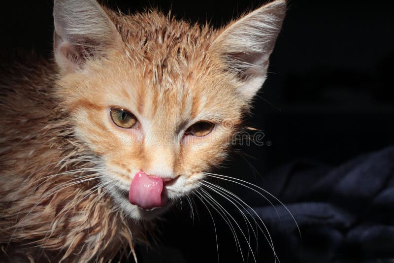 Washed Kitten stock photo. Image of running, hands, cleanse - 30187954
