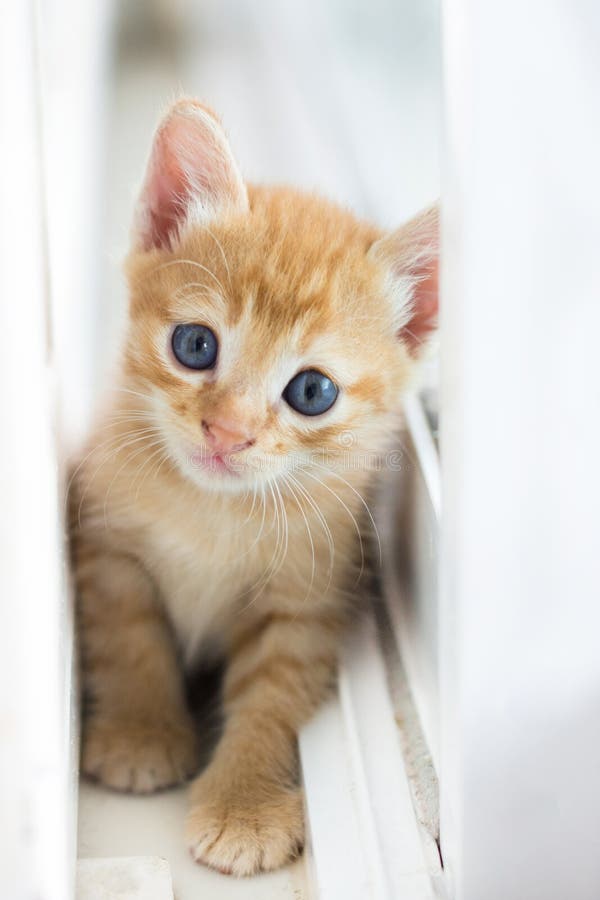 Kitty cats stock photo. Image of catcatsanimalspetskittykittens - 138362636