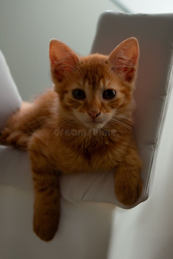 An Orange Kitten is Sitting in a White Chair Looking Directly at the ...