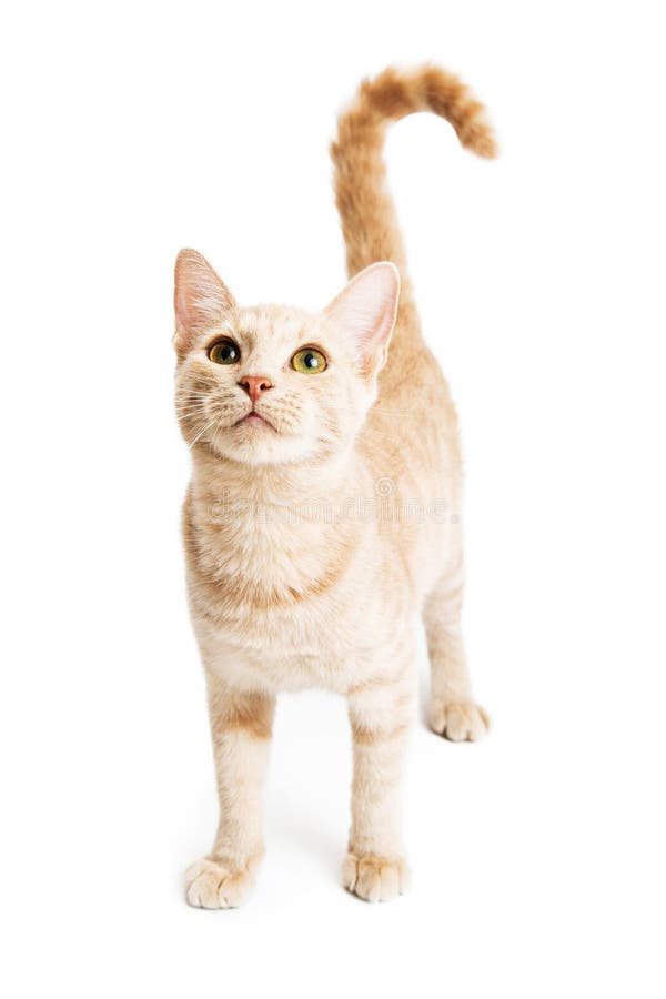 Orange Kitty Standing on White Looking Up Stock Image - Image of studio ...
