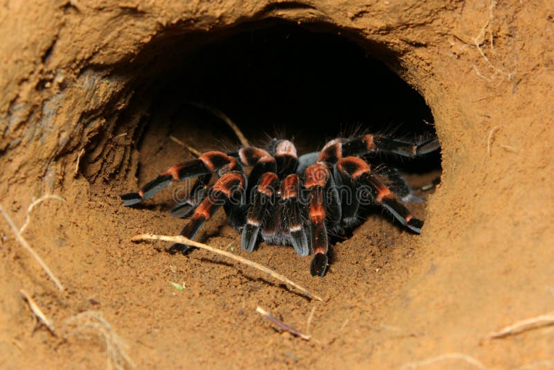 Orange Kneed Tarantula - Monteverde, Costa Rica Stock Image - Image of arachnid, cloud: 18280423