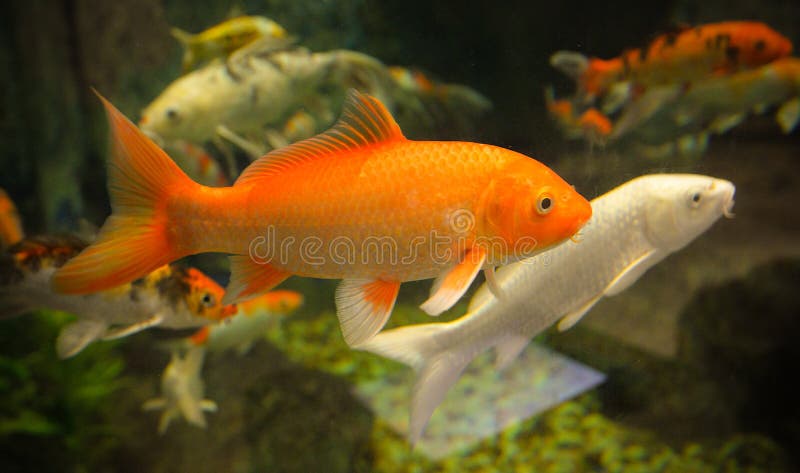 Orange Koi carp stock image. Image of summer, garden - 65002337